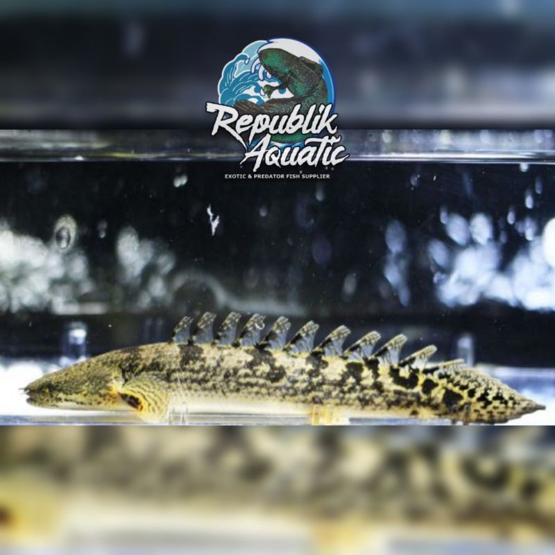 Jual Palmas Delhezi Royal Tiger | Shopee Indonesia