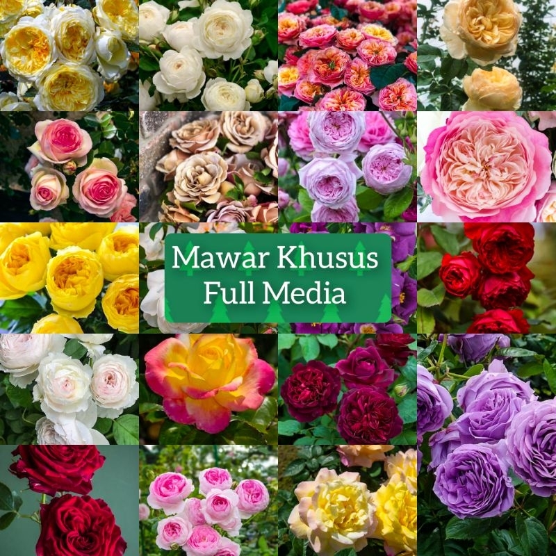 Jual Mawar Impor Khusus Di Kirim Full Media | Shopee Indonesia