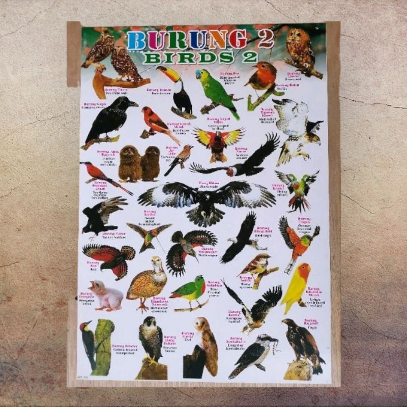 Jual Poster Edukasi Burung | Shopee Indonesia