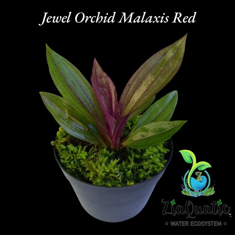 Jual Jewel Orchid "Anoectochilus Malaxis Red" - Tanaman Hias Paludarium ...