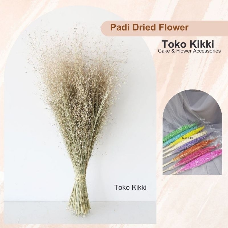 Jual Padi Kering Tinggi ±30cm/ Bunga kering / Dried Flower | Shopee ...