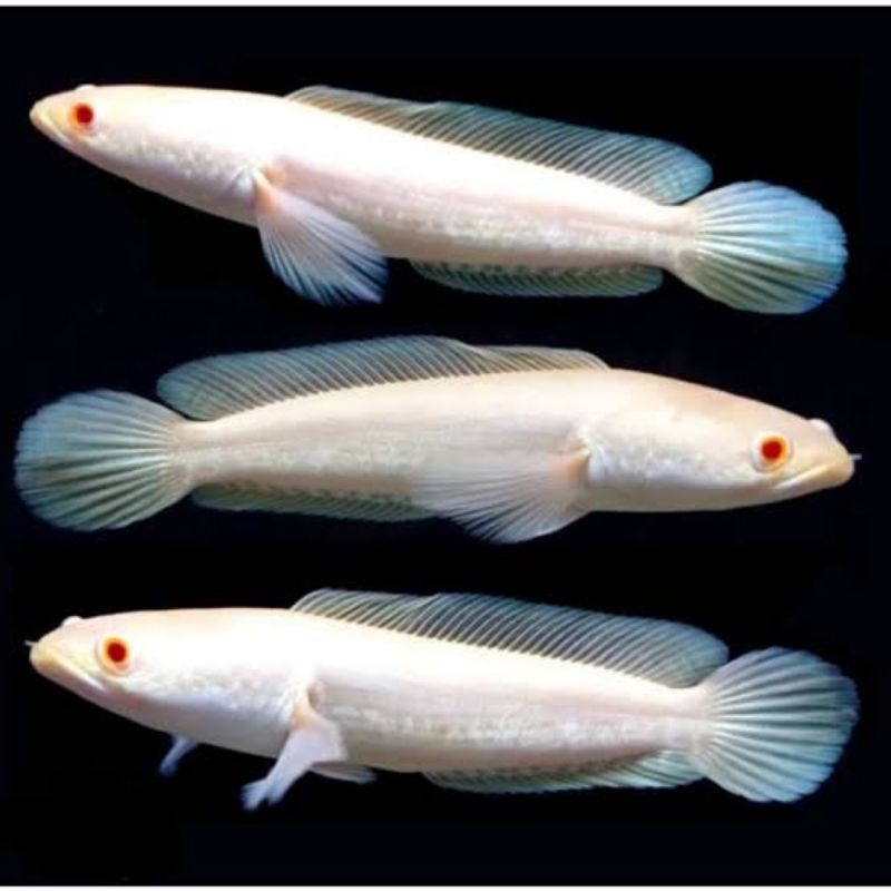 Jual ikan chana striata albino mata merah 7 sampai 10 cm | Shopee Indonesia