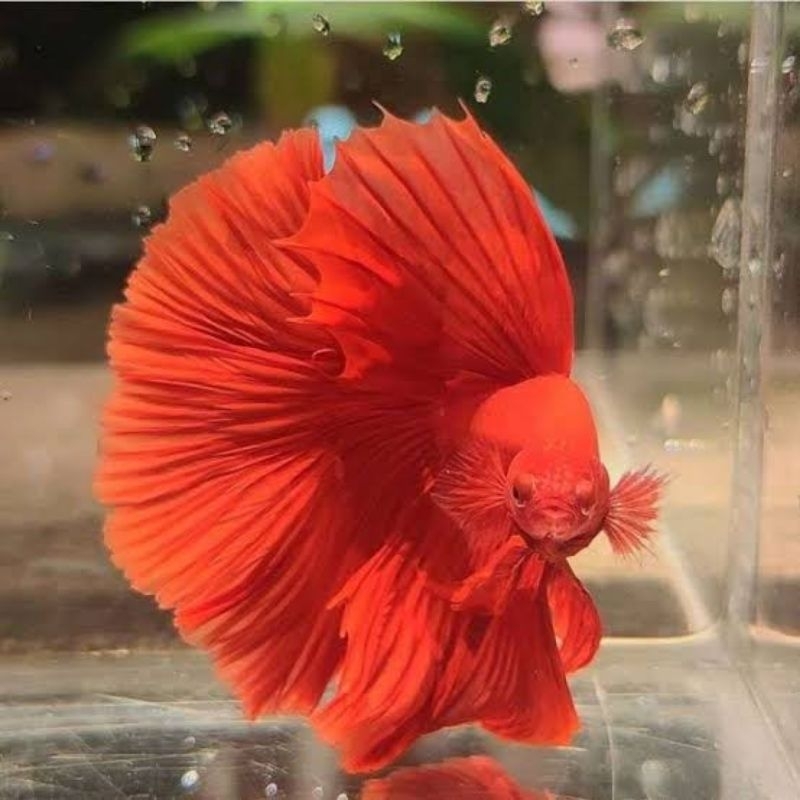 Jual IKAN CUPANG HALFMON SUPER RED BONUS PAKAN | Shopee Indonesia