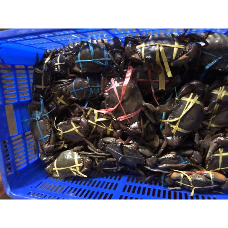 Jual Kepiting bakau frozen 1kg | Shopee Indonesia