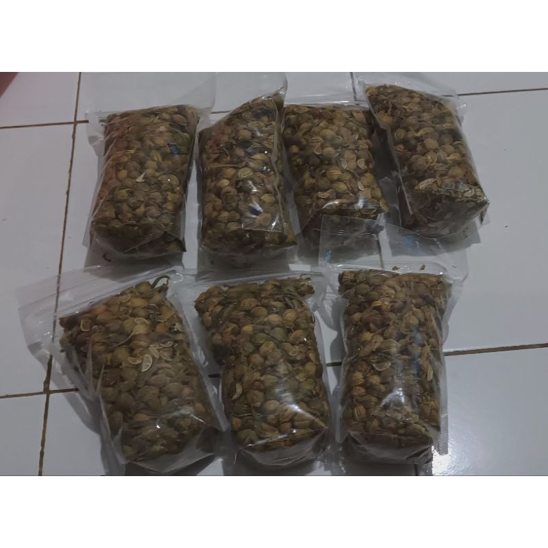 Jual Benih Genjer / Gendot / Enyeh (Harap pakai jasa pengiriman JNE ...