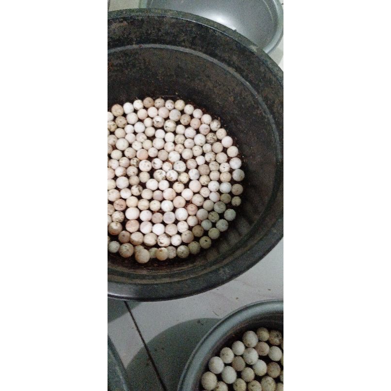 Jual telor bulus fresh | Shopee Indonesia