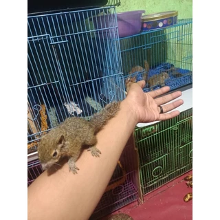 Jual Bajing Kelapa Terlengkap & Harga Terbaru Juli 2024 | Shopee Indonesia