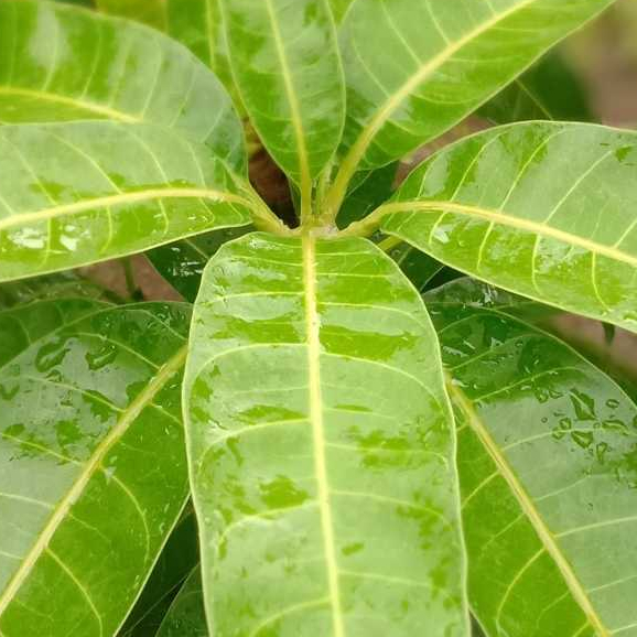 Jual daun mangga segar 50 lembar metik sendiri | Shopee Indonesia