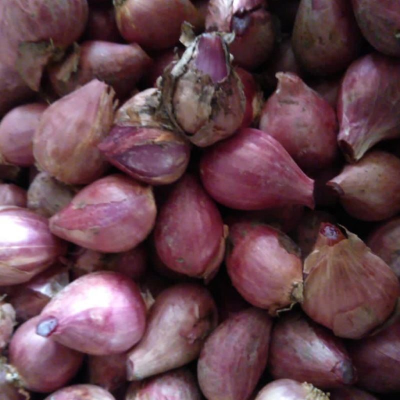 Jual MERONA - Bawang Merah 1kg / Bawang Merah Super | ENGGAL JAYA ...