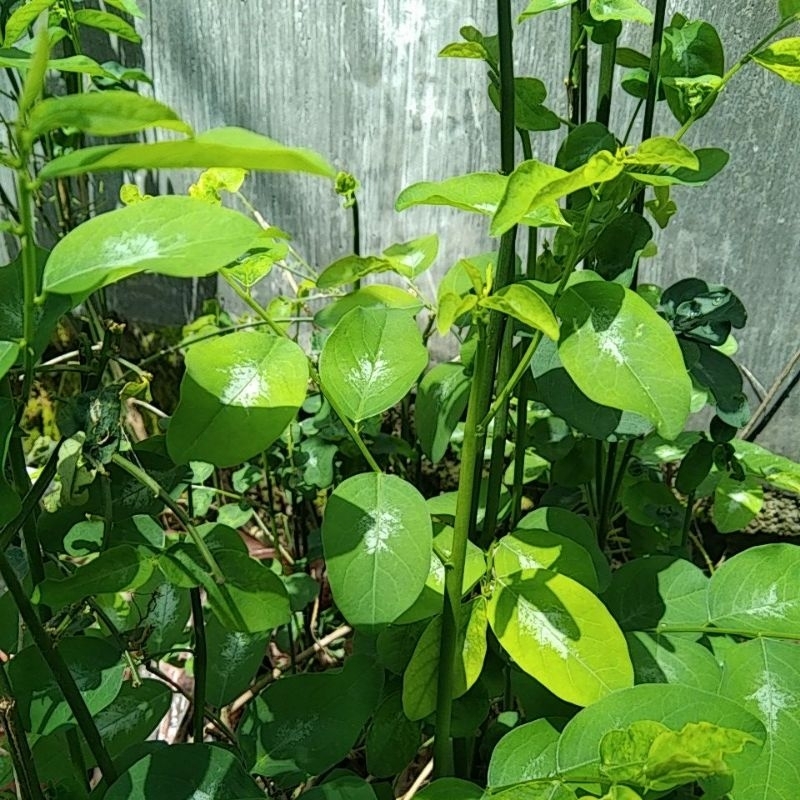 Jual Bibit Daun Katuk Katu Bisa Untuk Kado Lahiran | Shopee Indonesia