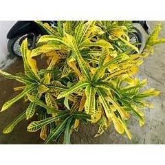Jual Tanaman Hias Puring Yellow | Shopee Indonesia