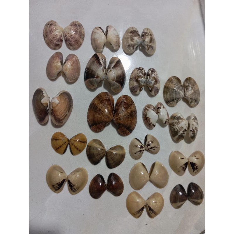 Jual cangkang kerang kepah koleksi motif unik (sepasang) | Shopee Indonesia