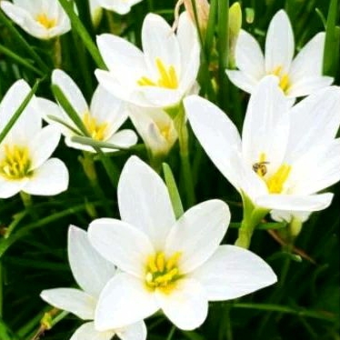 Jual tanaman hias bunga rain lily, tanaman rain lili, tanaman kucai ...
