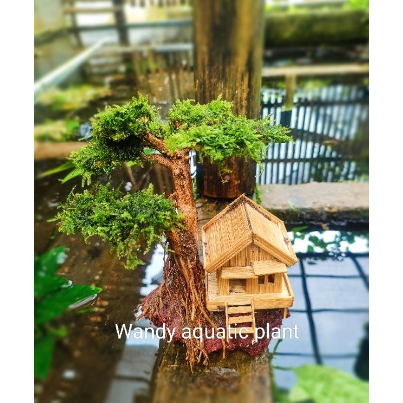 Jual miniatur pohon bonsai rumah aquascape-akar raksamala hiasan ...