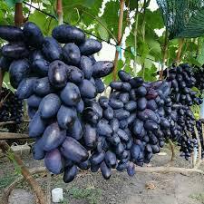 Jual BIBIT ANGGUR IMPORT (GOSV) SUPER MANIS CEPAT BERBUAH | Shopee ...