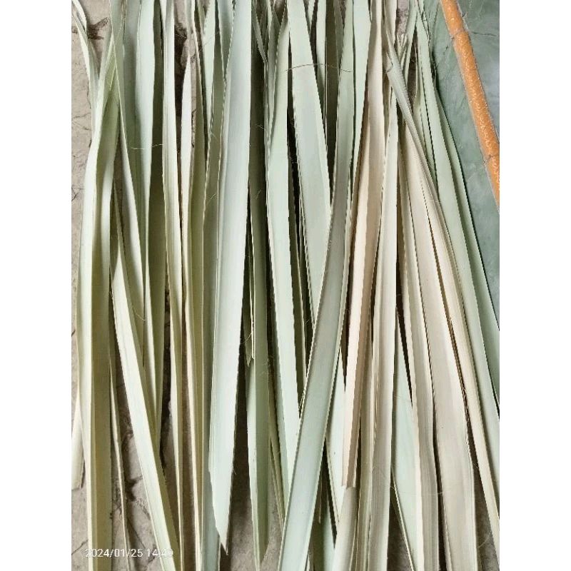 Jual Daun Siwalan / Lontar BAHAN ANYAMAN Type SEDANG (min 20 Helai ...