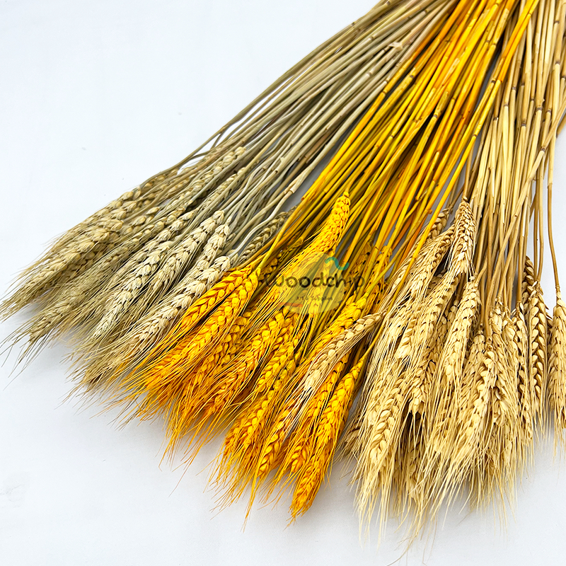 Jual [ecer per 10 tk] TRITICUM GANDUM ECER 10 TANGKAI DRIED FLOWER ...