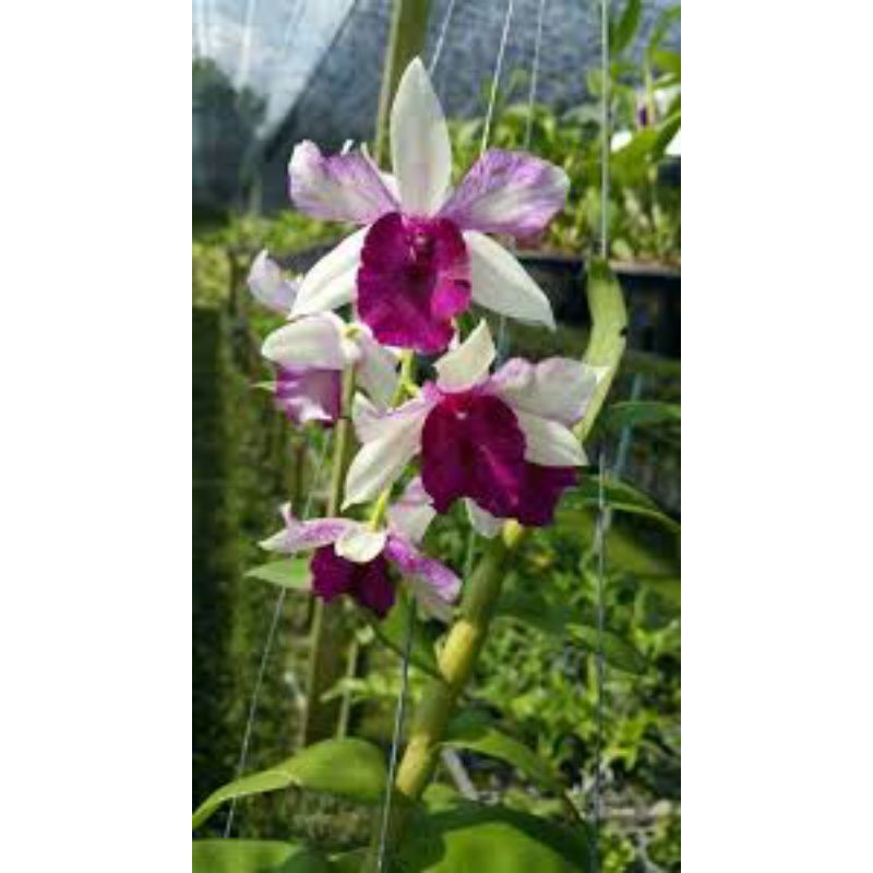 Jual Anggrek Dendrobium Eddy Djayar emaja | Shopee Indonesia