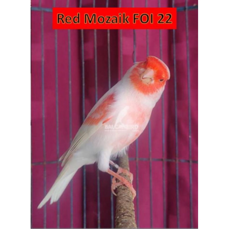 Jual Kenari Red Mozaik | Shopee Indonesia