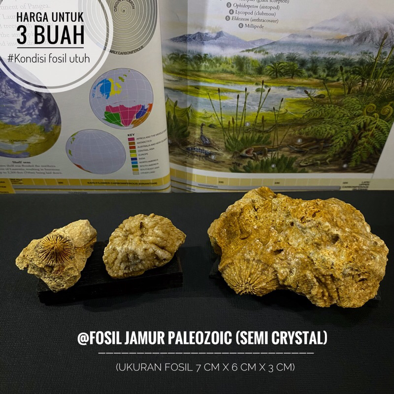 Jual Bongkahan Fosil Jamur Paleozoic E3 atau Fosil Tumbuhan Purba atau ...