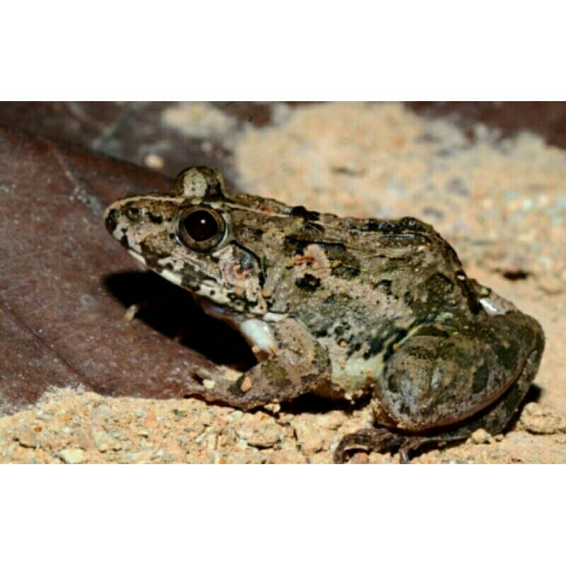 Jual katak sawah/pakan predator 1-2cm (20ekor) | Shopee Indonesia