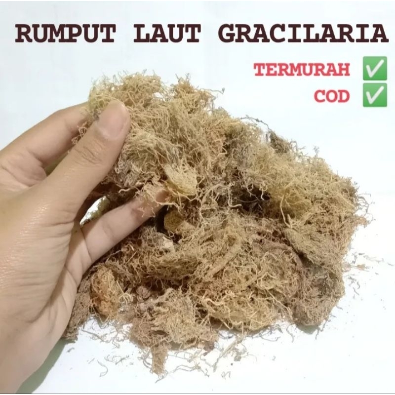 Jual Rumput Laut Gracilaria Rumput laut kering kemasan 250g | Shopee ...