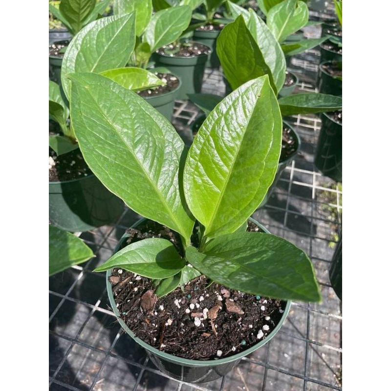 Jual TANAMAN HIAS ANTHURIUM JENMANI COBRA - ANTHURIUM JEMANI COBRA ...