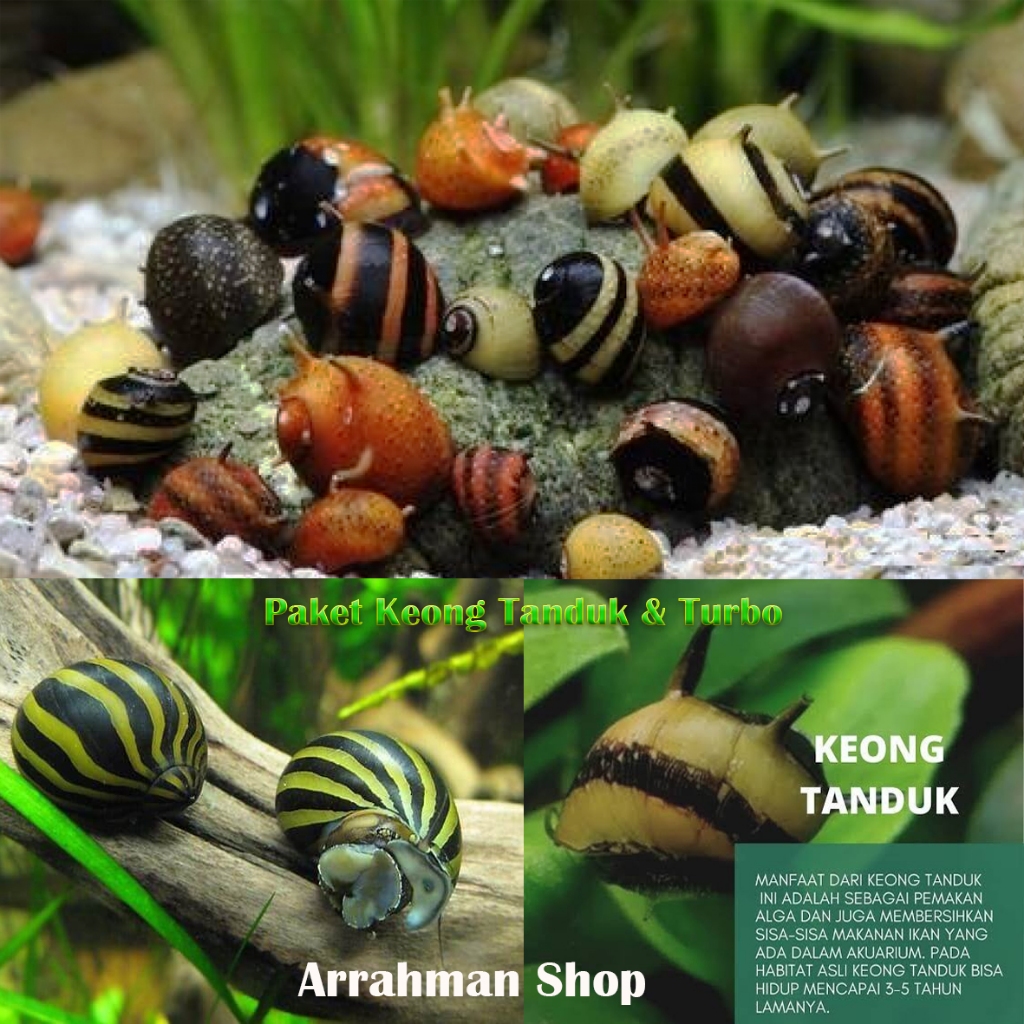 Jual paket keong aquascape aquarium - keong tanduk keong turbo ikan ...