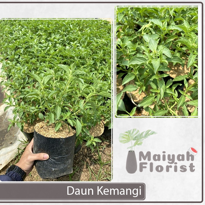 Jual Tanaman Daun Kemangi - Ocimum basilicum - Sayur Kemangi | Shopee ...