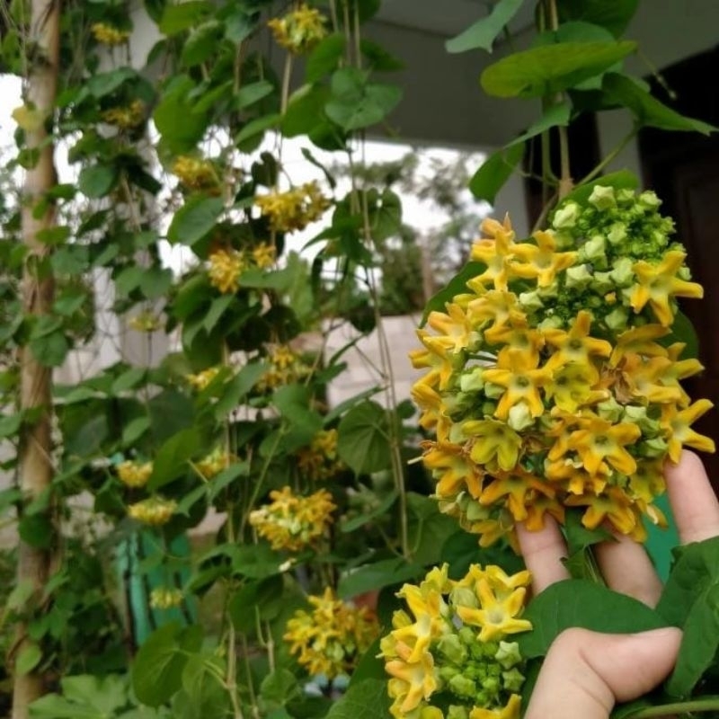 Jual tanaman bunga tongkeng wangi impor sangat wangi tanaman hias dan ...