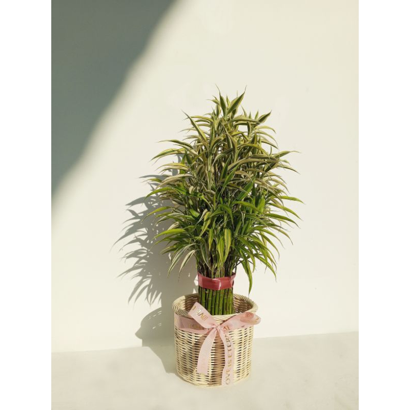 Jual Bambu hoki varigated with pot cover rottan Tanaman indoor kantor ...