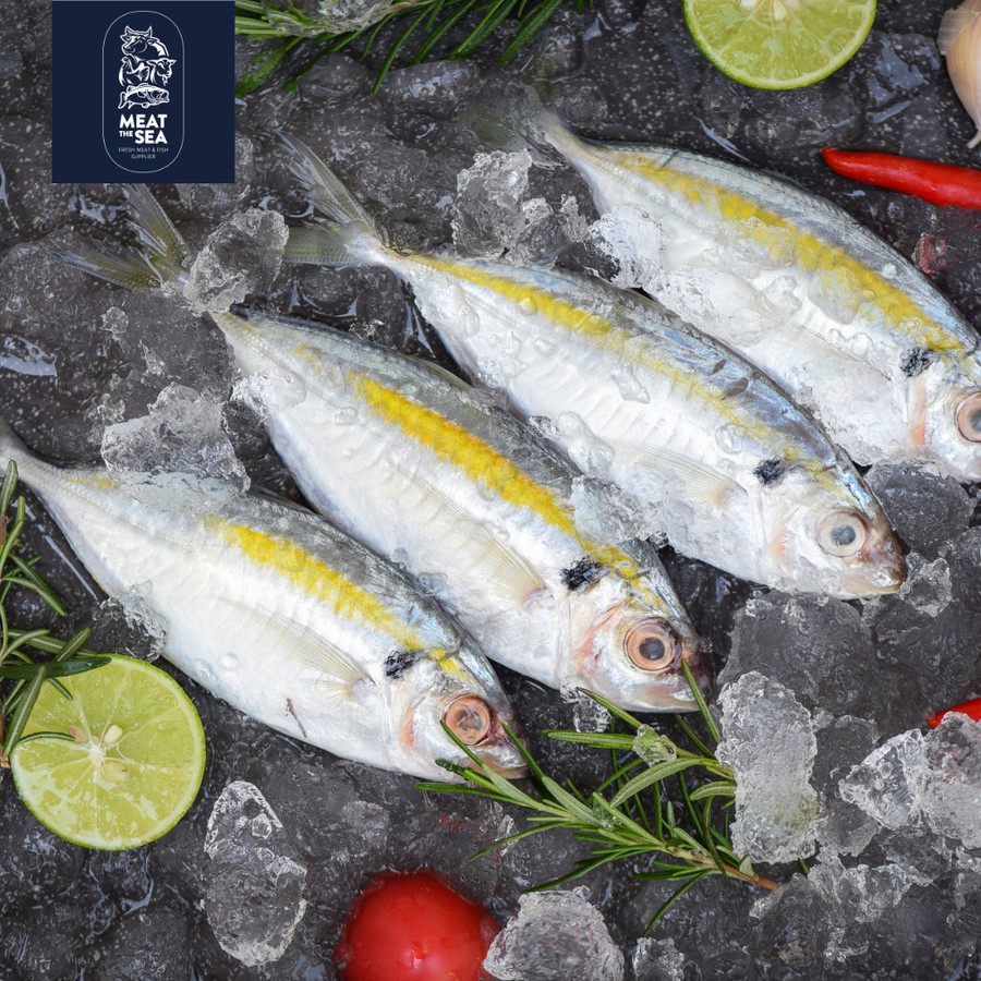 Jual Ikan Selar Fresh Frozen - DIBERSIHKAN | Shopee Indonesia
