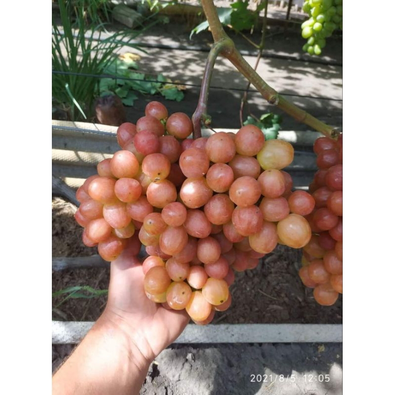 Jual BIBIT ANGGUR 60cm S/d 100cm berbagai varian | Shopee Indonesia