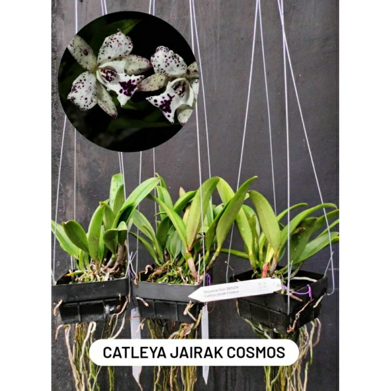Jual anggrek Cattleya jairak cosmos dewasa spike+pot angrek catleya ...