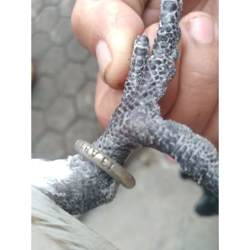 Jual Ring Nama Model Donat Bahan Stanless untuk Burung Parrot Anti ...
