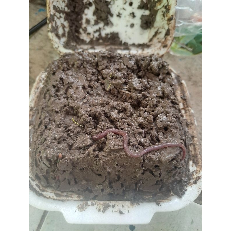 Jual Cacing lur,cacing Sawah 1box | Shopee Indonesia