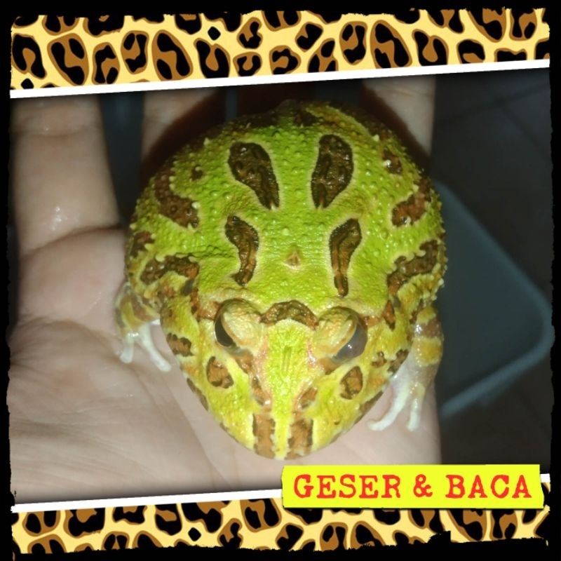 Jual Pacman frog (camo) size 7cm (free box eskrim) | Shopee Indonesia