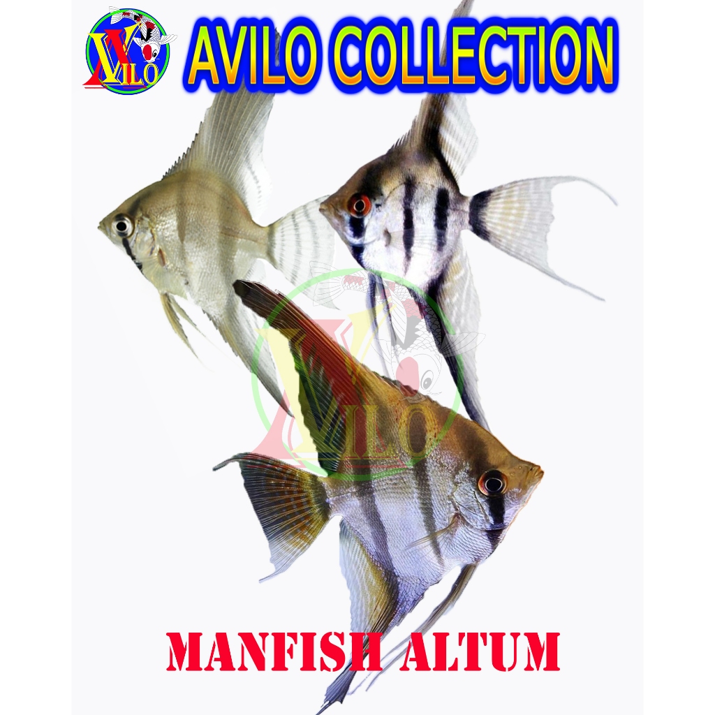 Jual ikan hias aquascape manfish angekfish altum size sedang | Shopee ...
