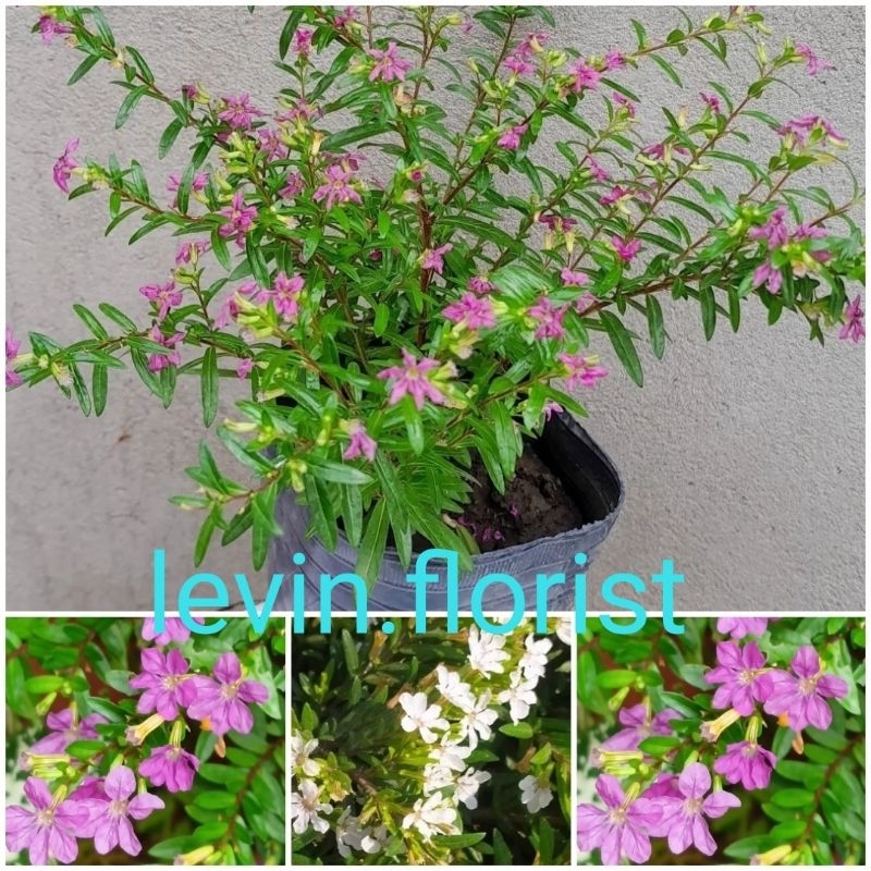 Jual Cuphea hyssopifolia / false heather / taiwan beauty putih ungu ...