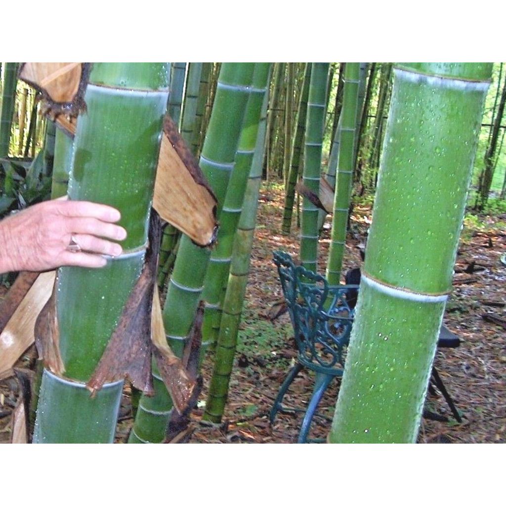 Jual Benih Bibit Biji - Moso Bamboo Bambu Kayu Raksasa (Phyllostachys ...