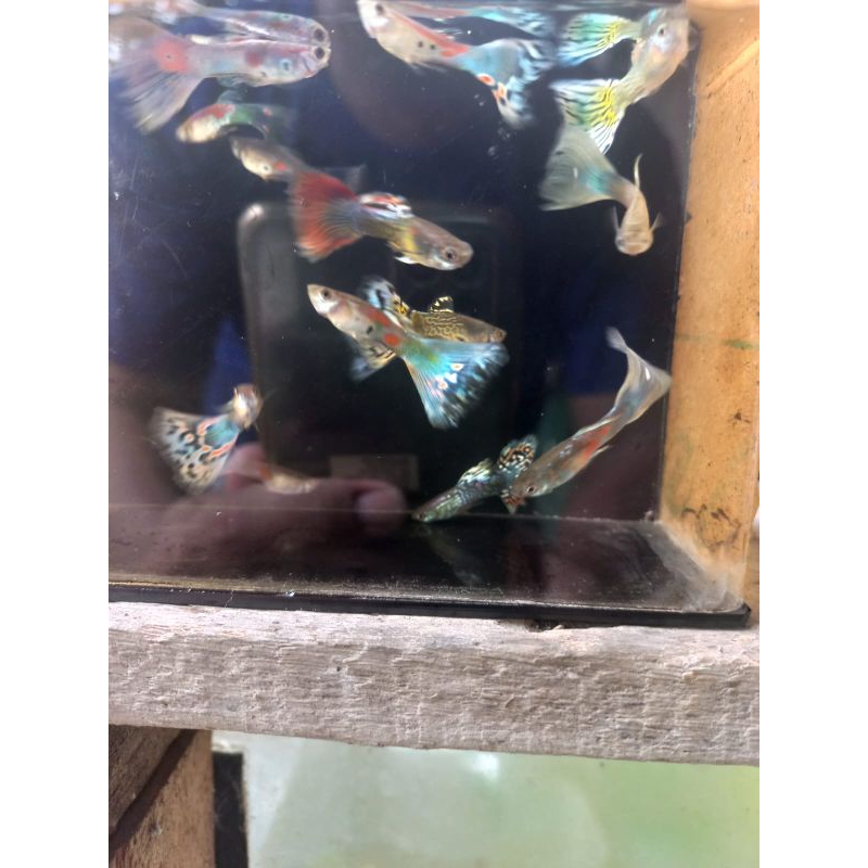 Jual Guppy Warna Warni Pelangi Guppy_Warna_Warni_Guppy_Cantik_Indah ...