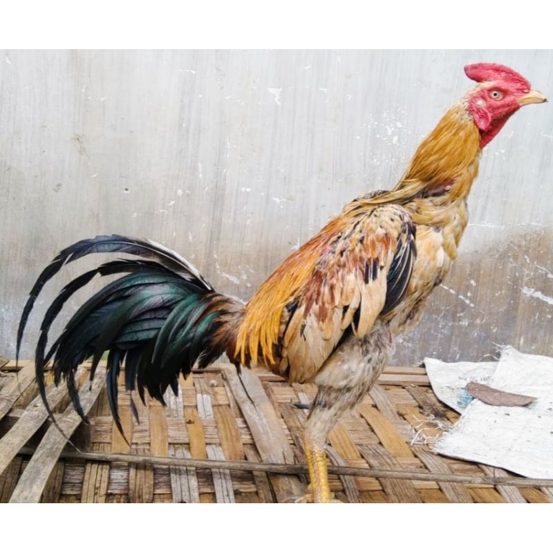 Jual Telur fertil Ayam Pama iQ x mangon pukul saraf ayam pukul jiling ...