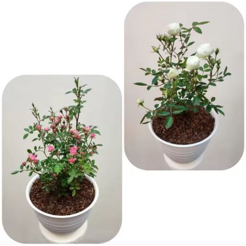 Jual BUNGA MAWAR BABY ROSE MINION | Shopee Indonesia