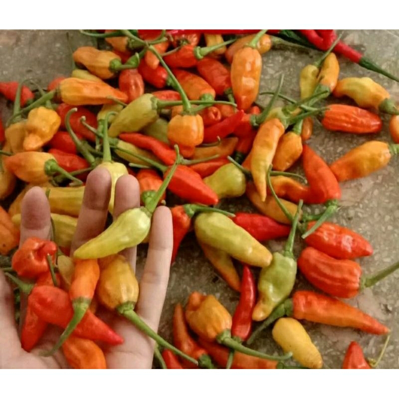 Jual cabe rawit 500 gr | Shopee Indonesia