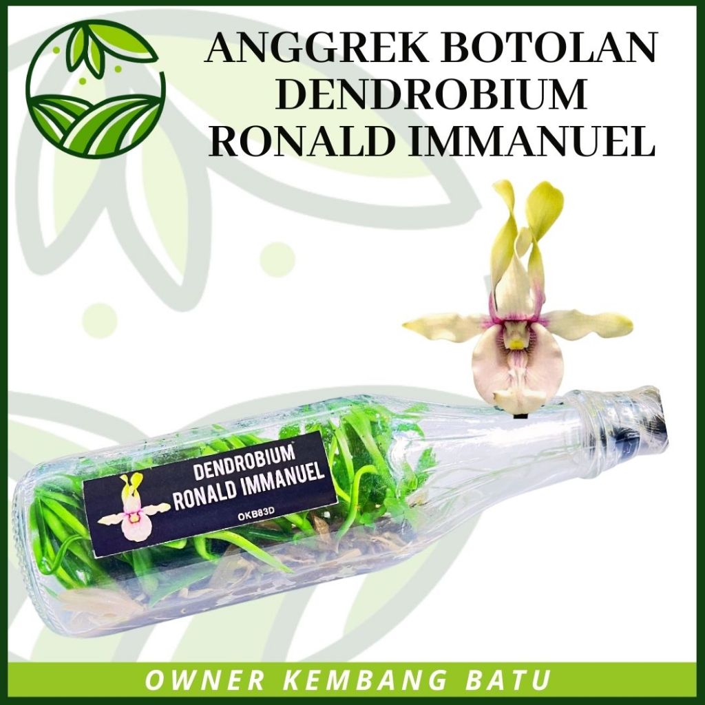 Jual Bibit Anggrek Botolan Koleksi Dendrobium RONALD IMMANUEL | Shopee ...