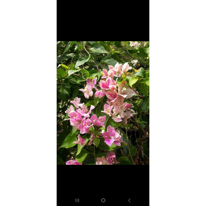 Jual Batang Stek Sakura Ice Cream 30 Batang Shopee Indonesia