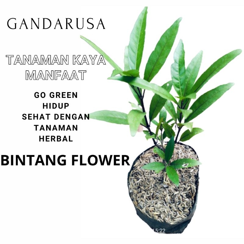 Jual Tanaman herbal gandarusa - bibit tanaman herbal gandarusa | Shopee ...