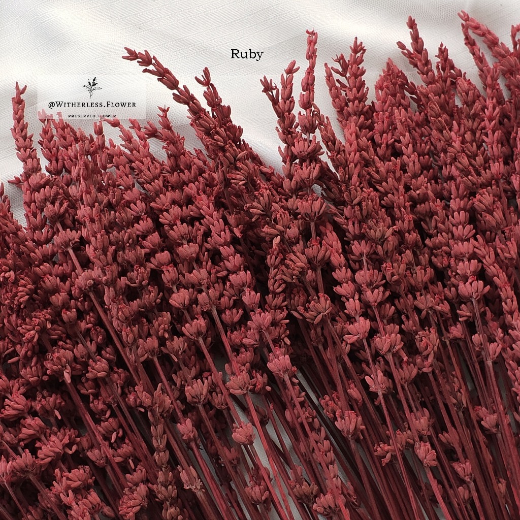 Jual 10 Tangkai Preserved Lavender / Dried Flower Awetan / Bunga Kering ...