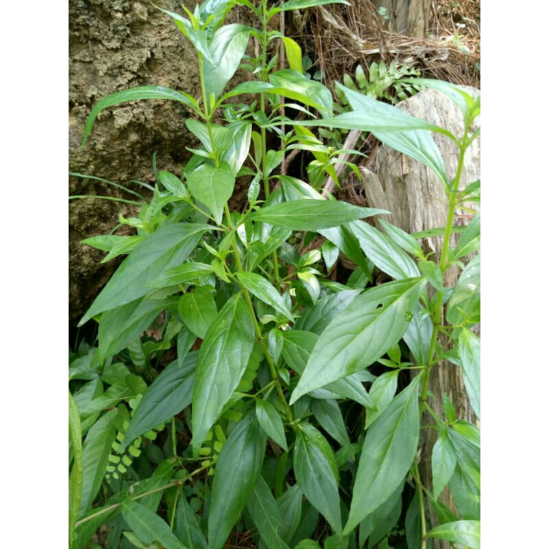 Jual Daun Sambiloto/sambiroto 500gr (Andrographis paniculata)segar di ...