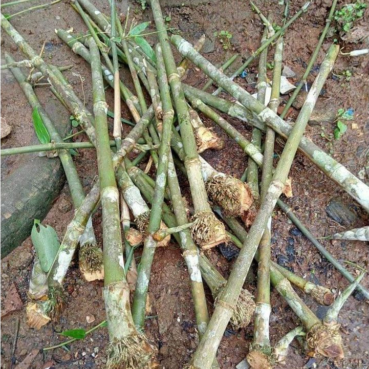 Jual bibit bonggol bambu petung ukuran 1 meter siap tanam | Shopee ...